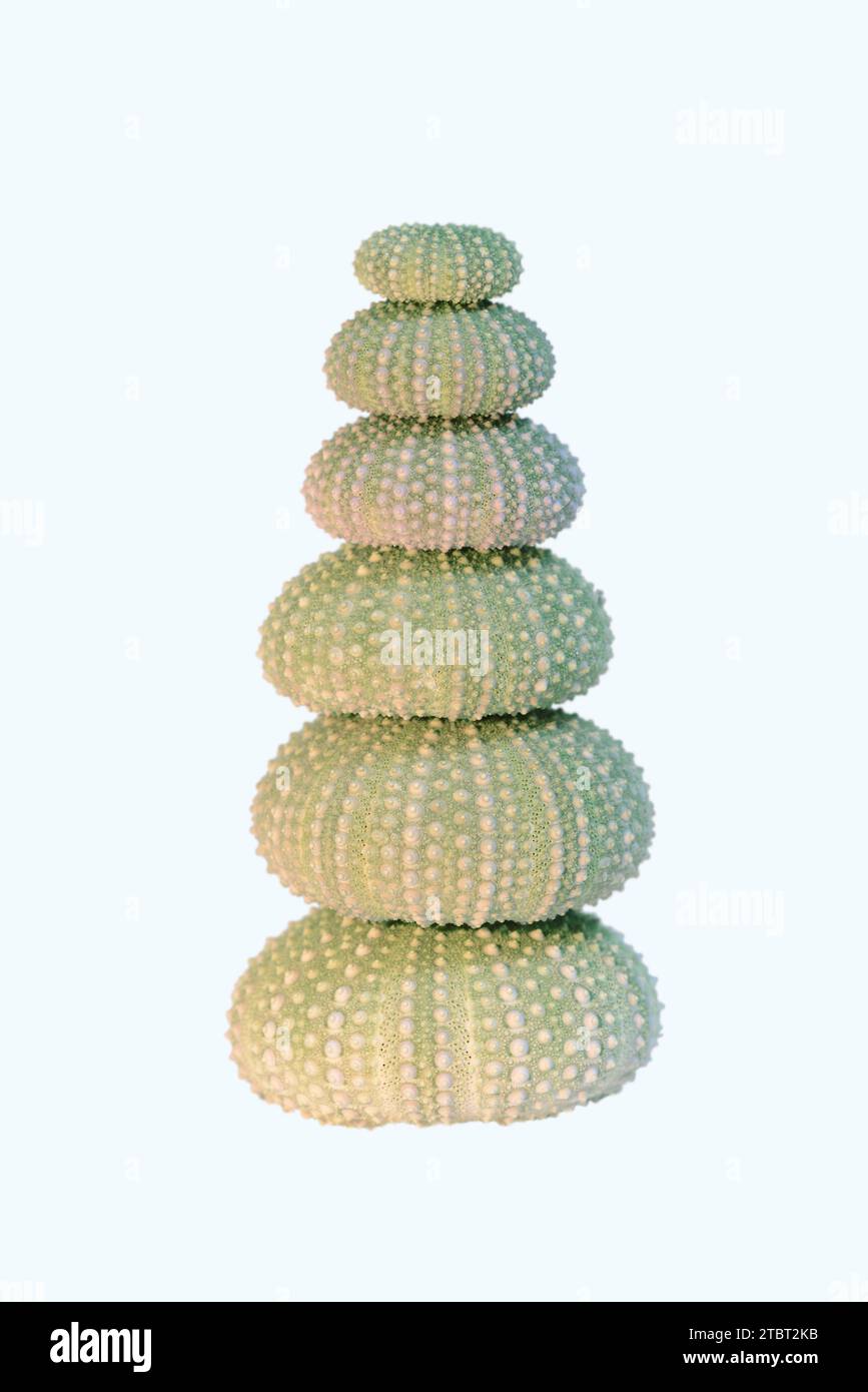 Stone urchin paracentrotus lividus hi-res stock photography and images ...