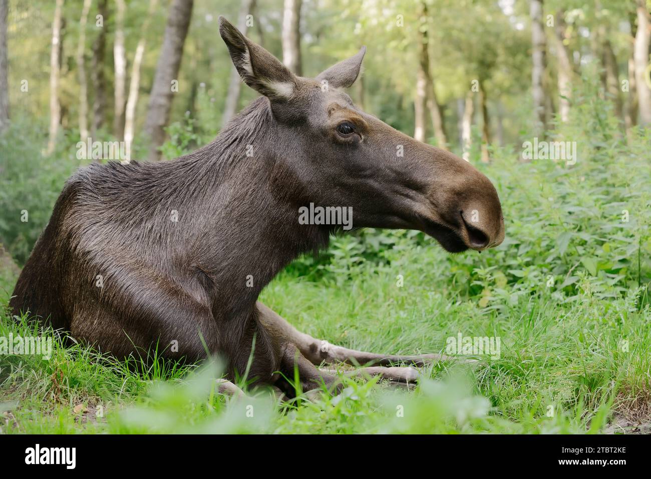 European elk (Alces alces alces), cow elk Stock Photo - Alamy
