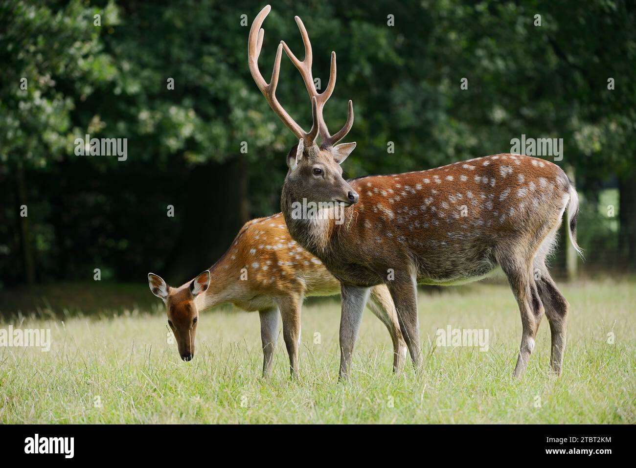 Dybowski sika deer cervus nippon hortulorum with velvet antlers hi-res ...