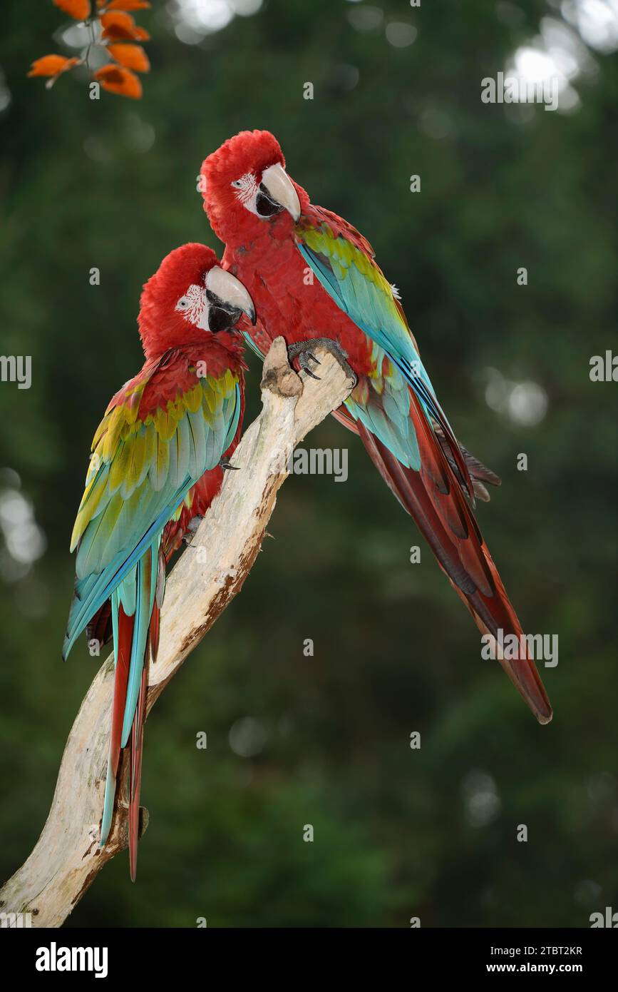 Dark red macaw or green-winged macaw (Ara chloropterus, Ara chloroptera), pair Stock Photo - Alamy