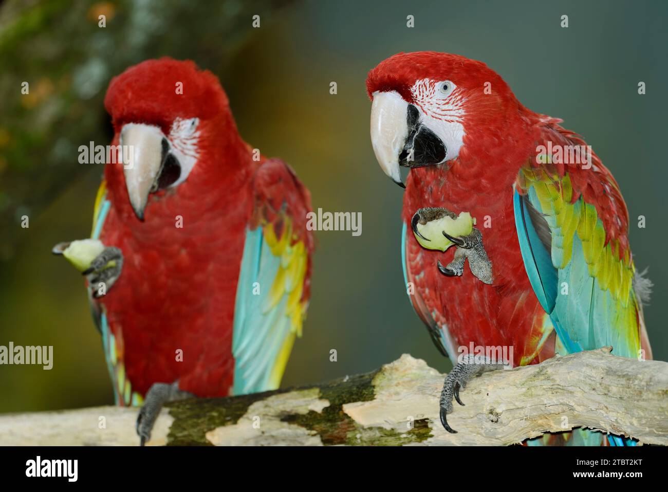 Dark red macaw or green-winged macaw (Ara chloropterus, Ara chloroptera), pair Stock Photo - Alamy