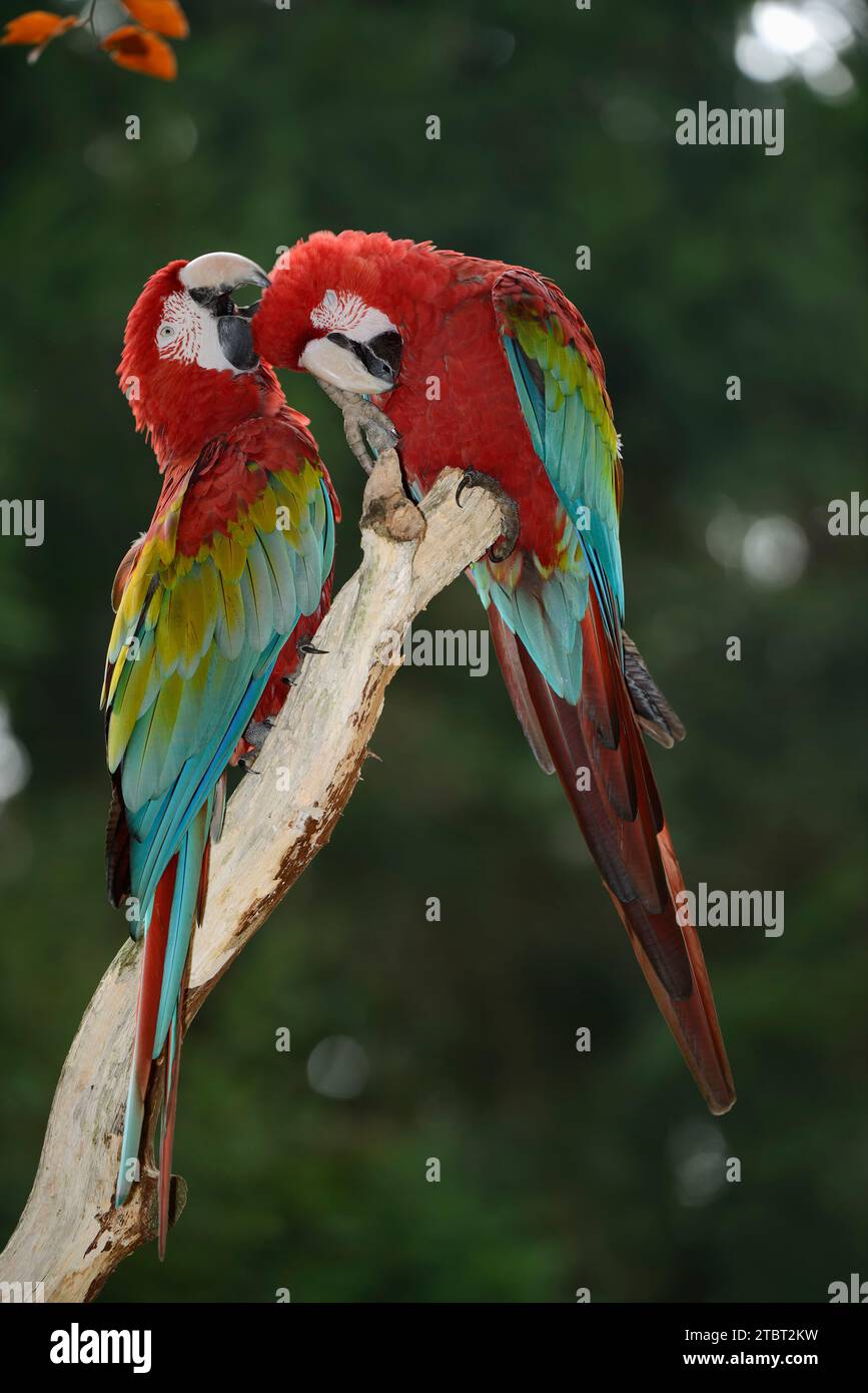 Dark red macaw or green winged macaw ara chloropterus hi-res stock ...