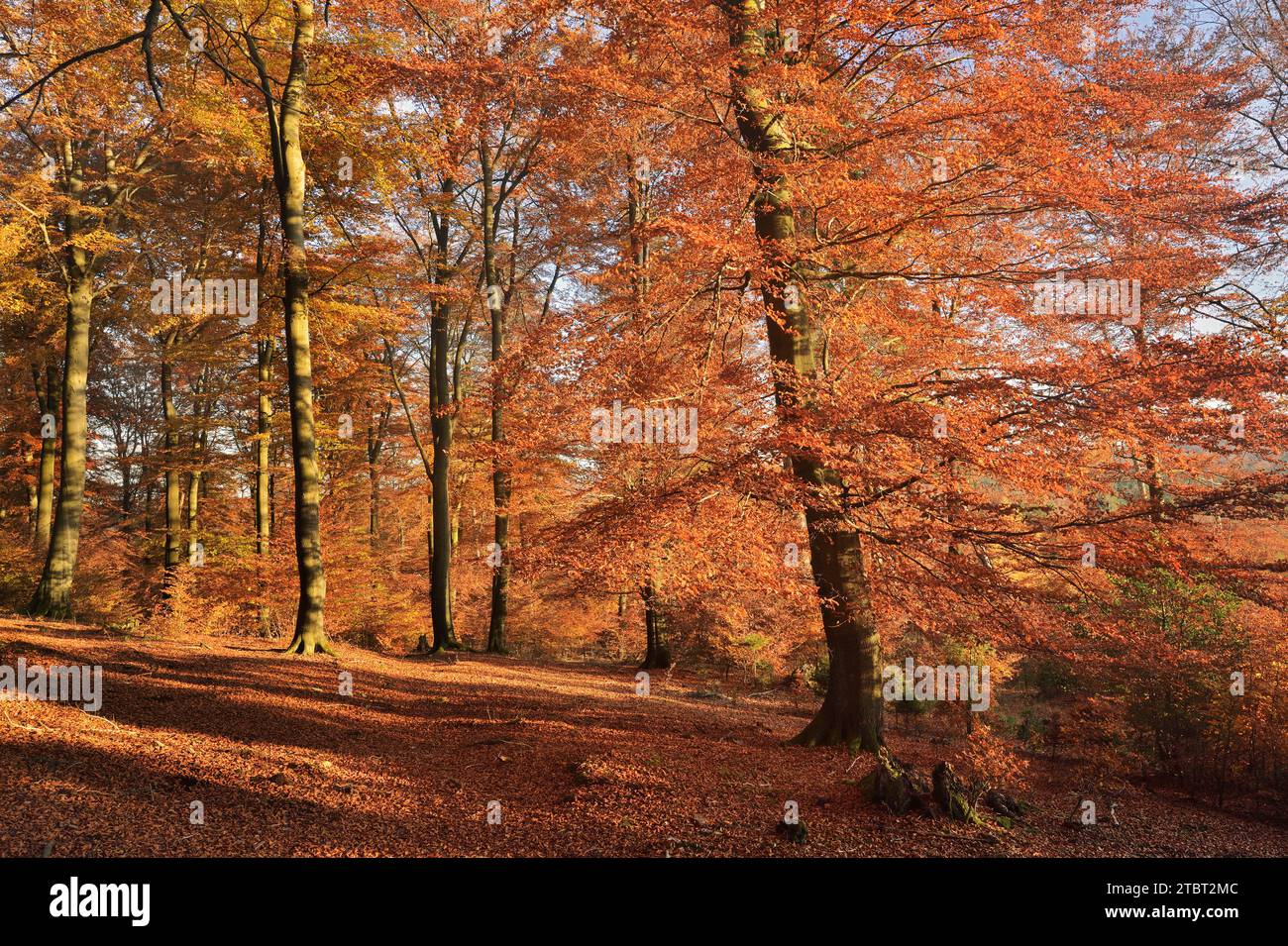 European beech forest (Fagus sylvatica) in fall, Arnsberg Forest ...