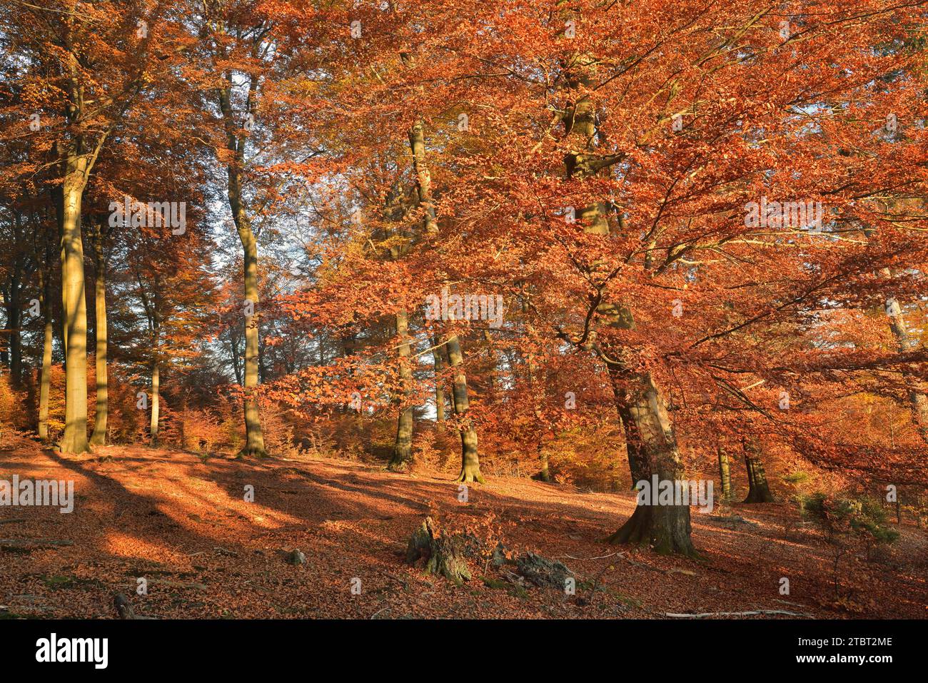 European beech forest (Fagus sylvatica) in fall, Arnsberg Forest ...