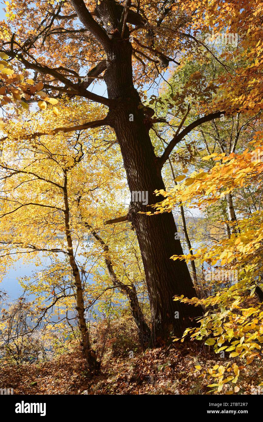 English oak (Quercus robur) in fall, Arnsberg Forest, Sauerland, North ...