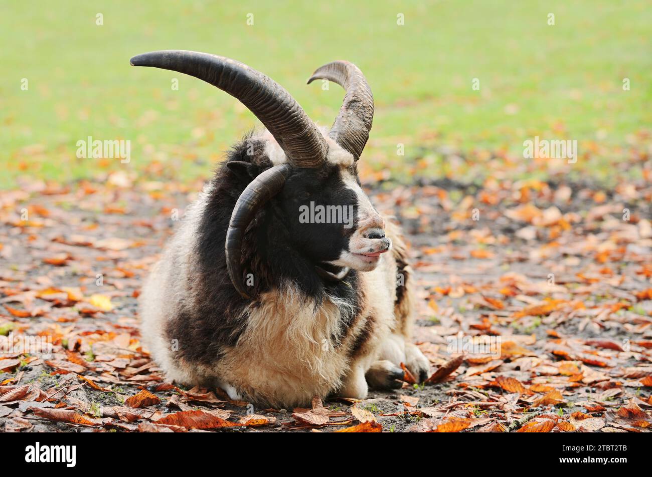 Four-horned sheep (Ovis ammon f. aries), ram in fall, North Rhine ...