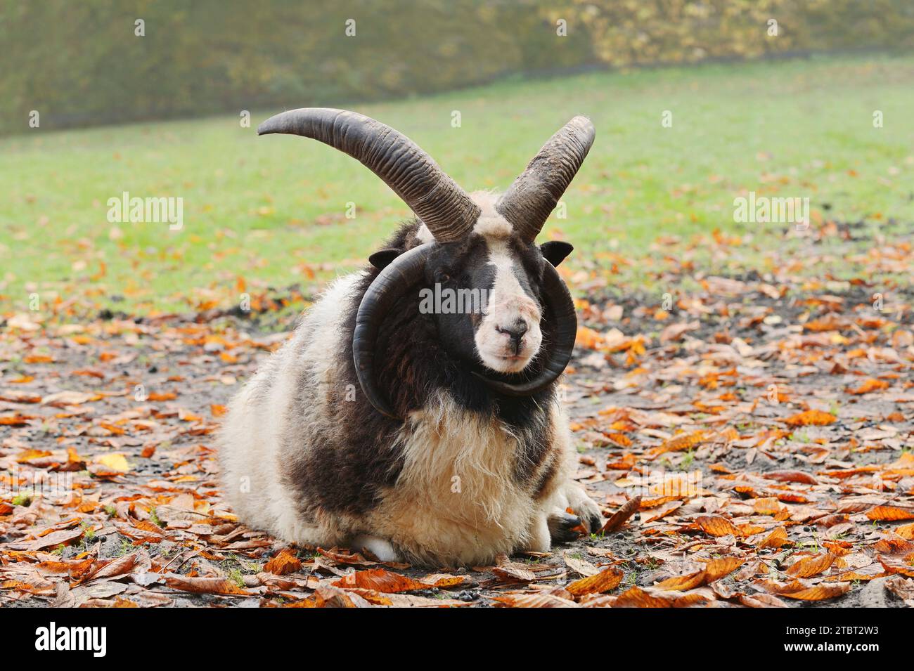Four-horned sheep (Ovis ammon f. aries), ram in fall, North Rhine ...