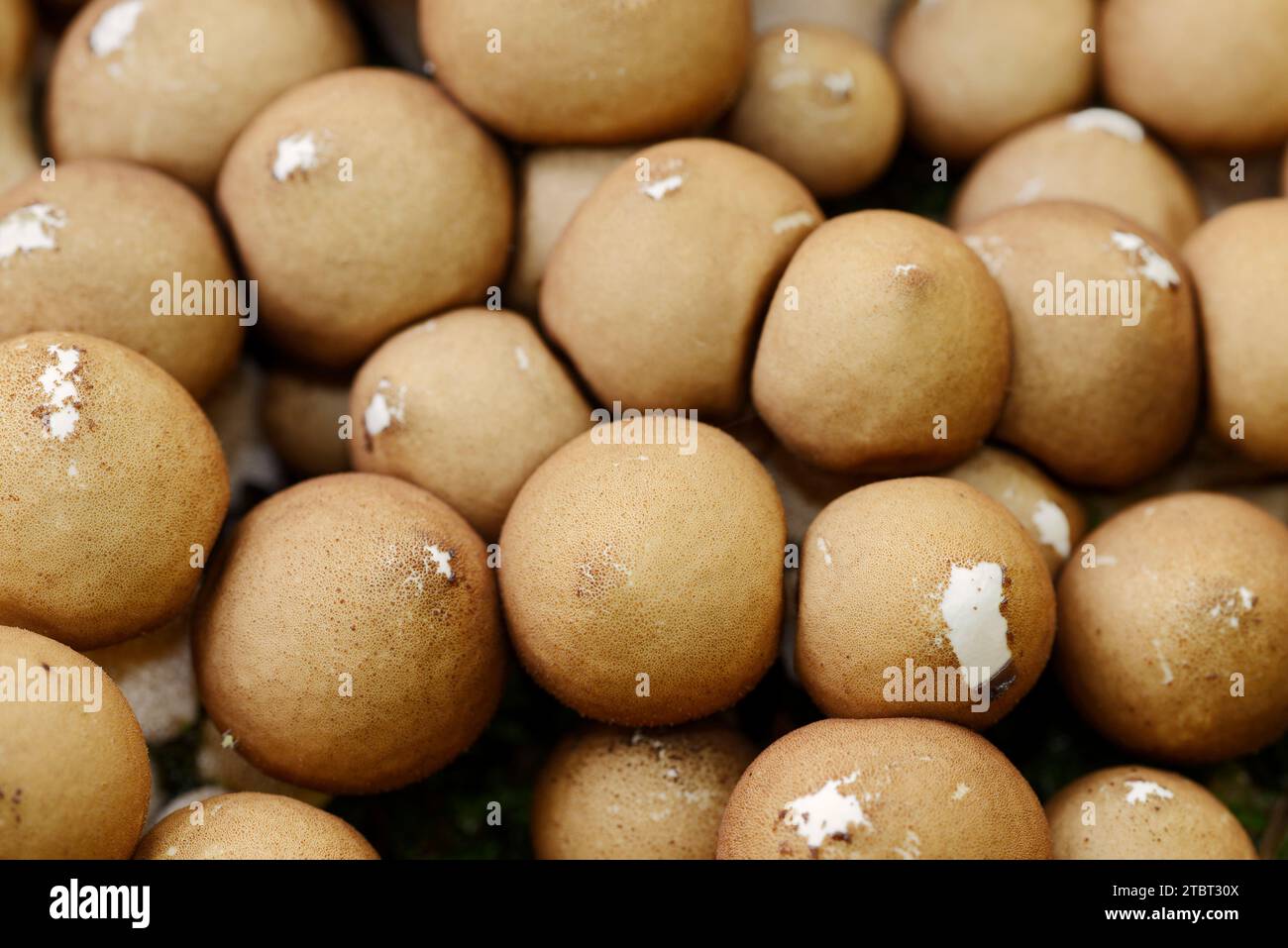 pear puffball (Apioperdon pyriforme), North Rhine-Westphalia, Germany ...