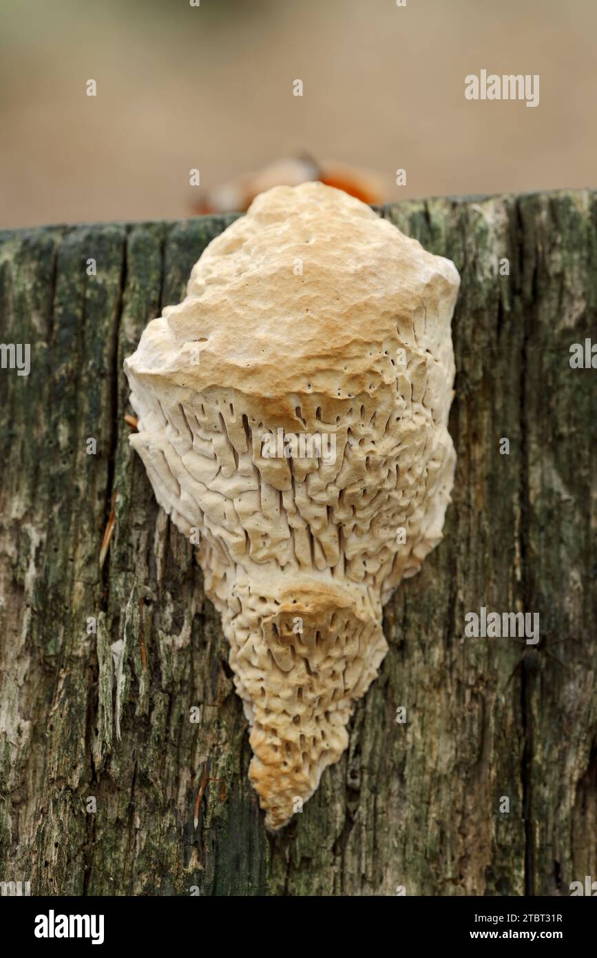 oak mazegill (Daedalea quercina, Trametes quercina), North Rhine ...