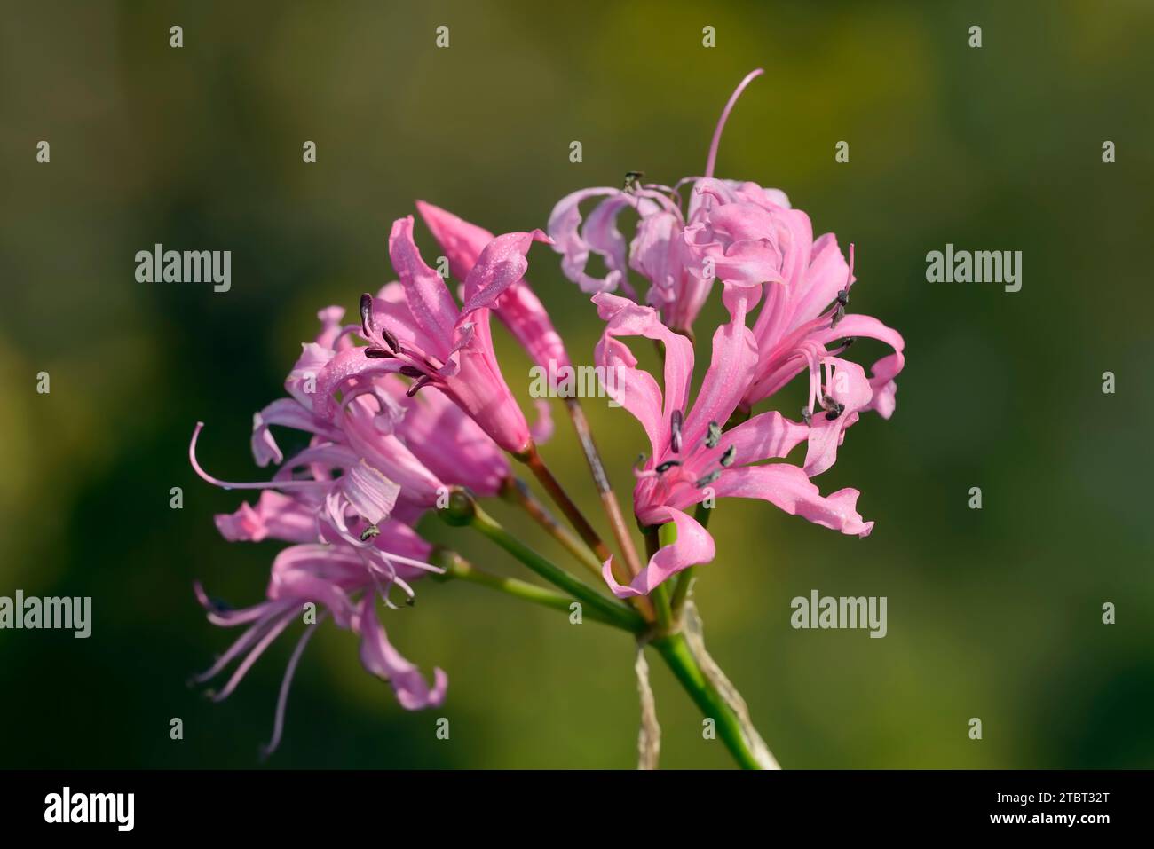 Nerine or Guernsey lily (Nerine bowdenii), flowers Stock Photo - Alamy
