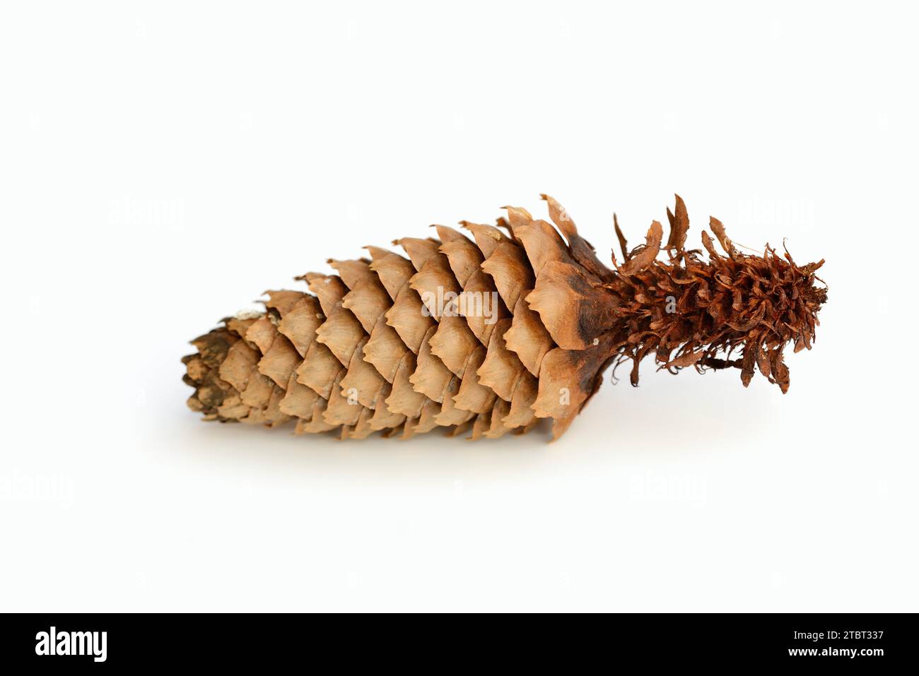 Common spruce (Picea abies), cones, gnawed by squirrel (Sciurus ...
