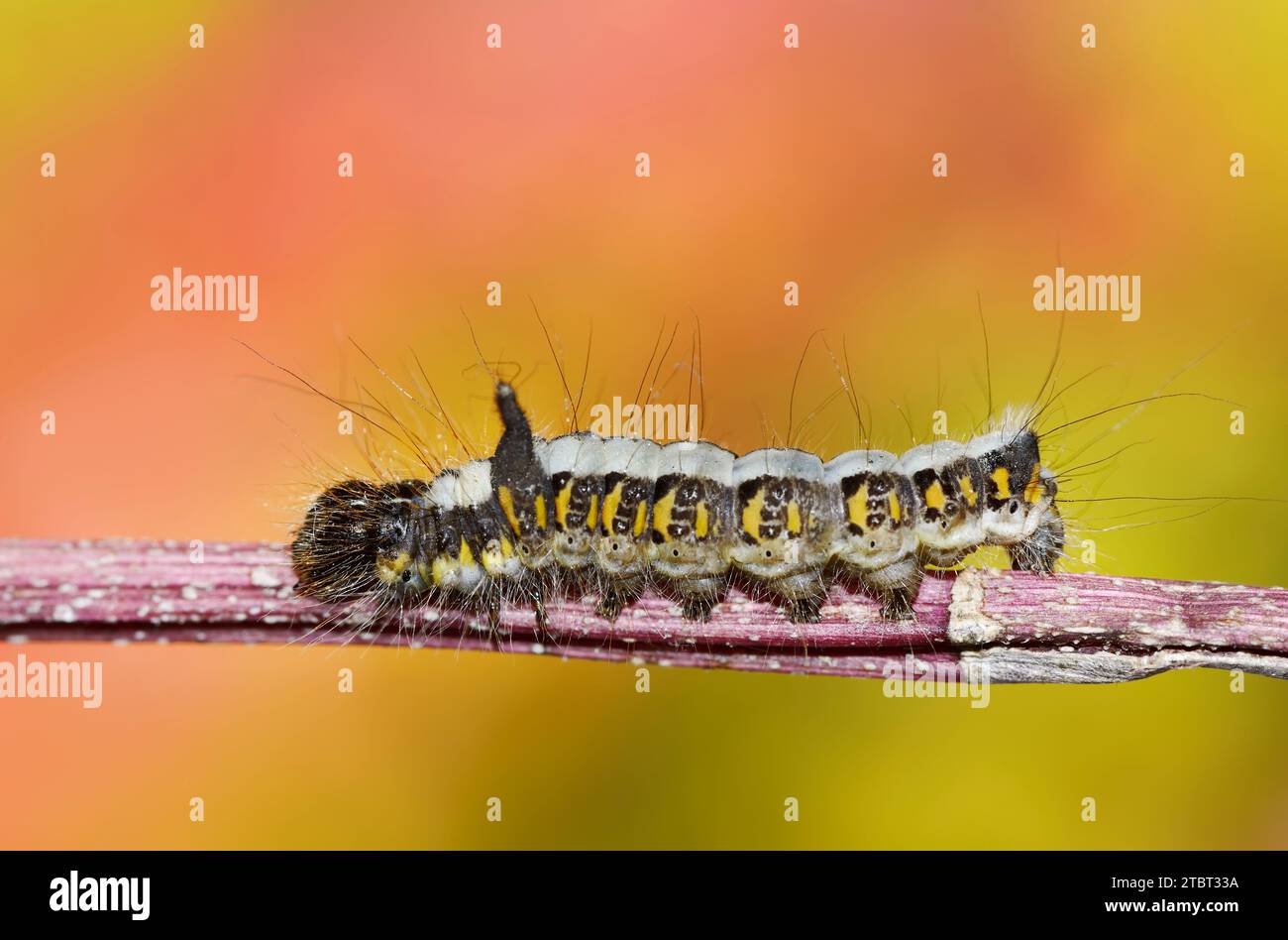 Arrow Owl (Acronicta psi), caterpillar in fall, North Rhine-Westphalia ...