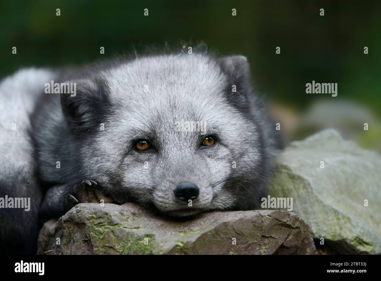Arctic fox ((Vulpes lagopus), portrait Stock Photo - Alamy