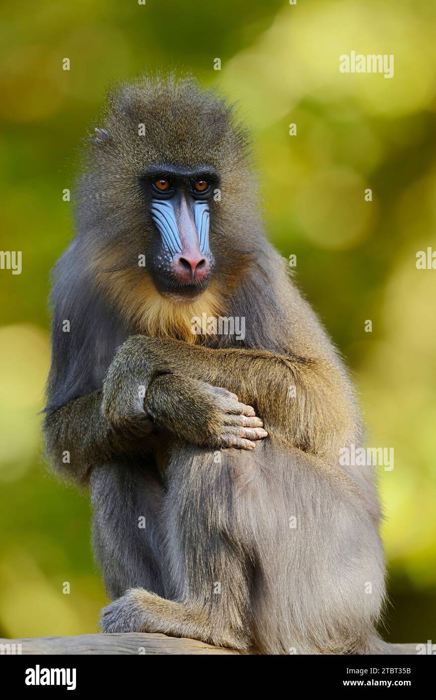 Mandrill (Mandrillus sphinx), female Stock Photo - Alamy