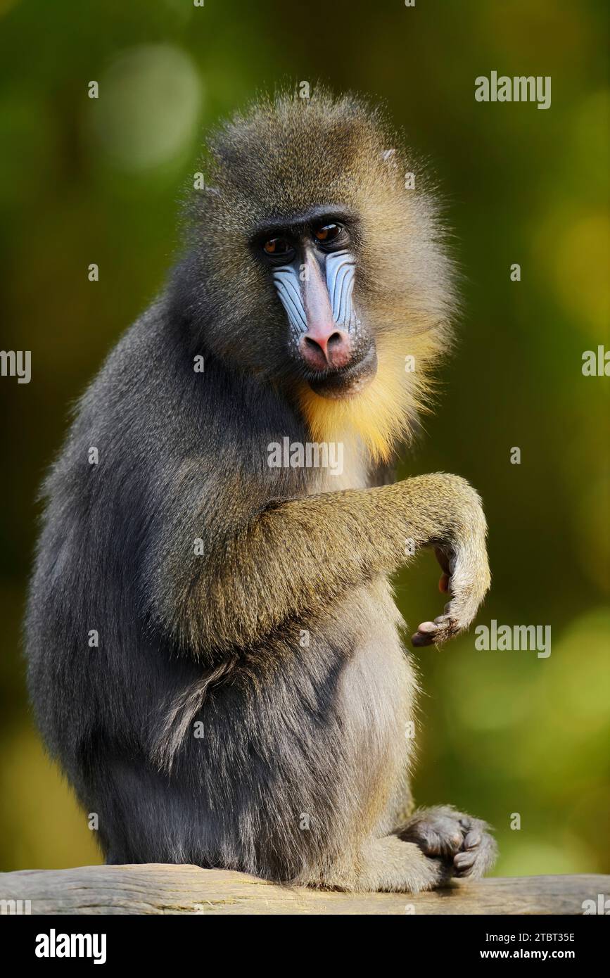 Mandrill (Mandrillus sphinx), female Stock Photo - Alamy