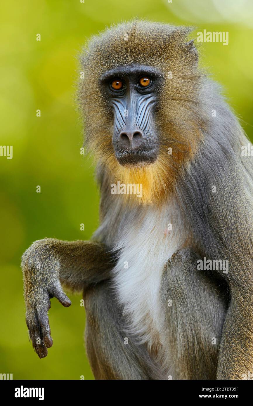 Mandrill (Mandrillus sphinx), female Stock Photo - Alamy