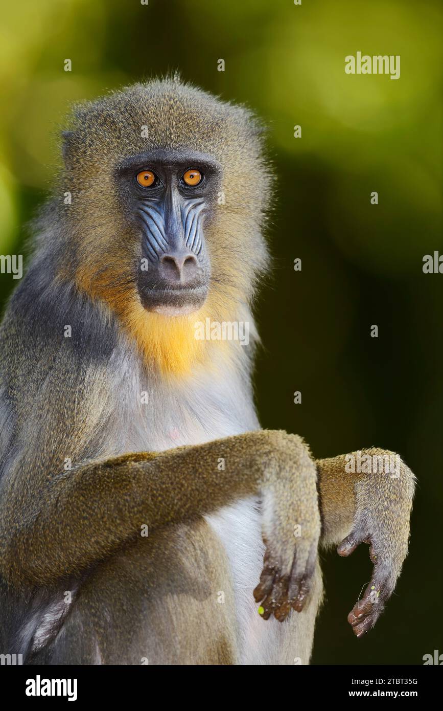 Mandrill (Mandrillus sphinx), female Stock Photo - Alamy