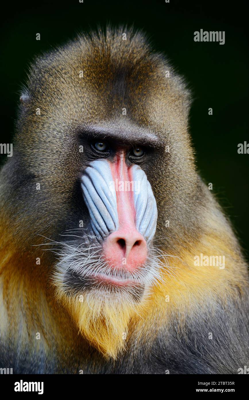 Mandrill mandrillus sphinx male hi-res stock photography and images - Alamy