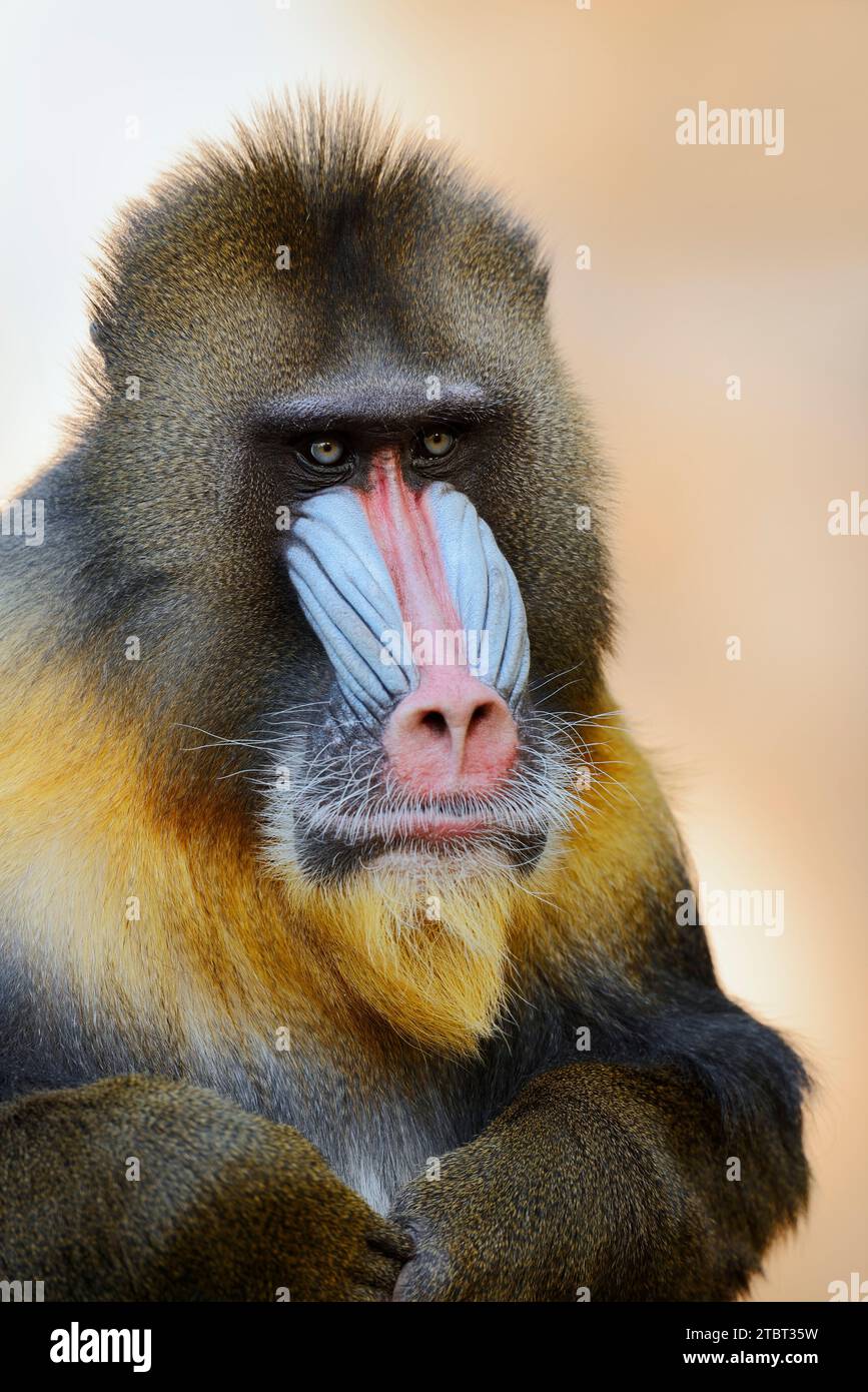 Mandrill mandrillus sphinx male hi-res stock photography and images - Alamy