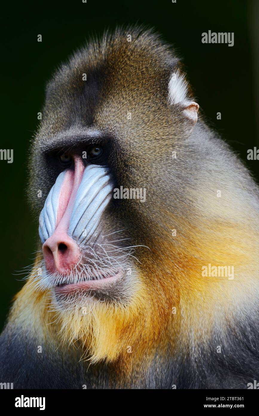 Mandrill (Mandrillus sphinx), male Stock Photo - Alamy
