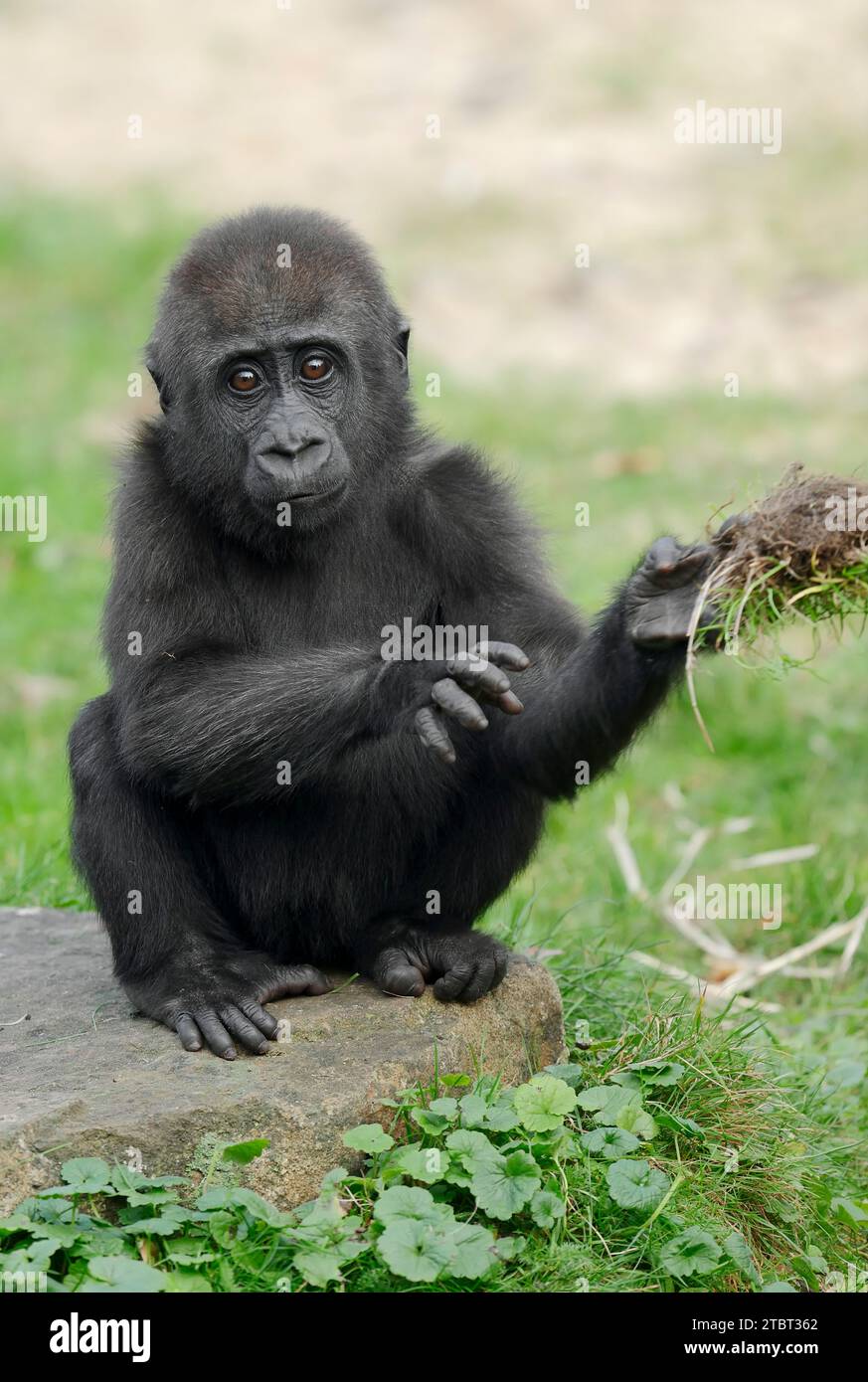 Western lowland gorilla (Gorilla gorilla gorilla), young animal Stock ...