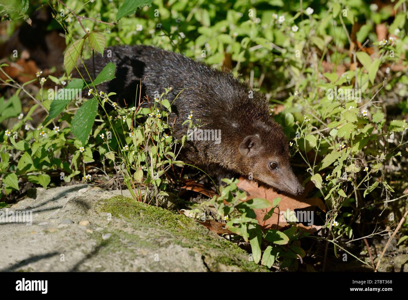 Common kusimanse crossarchus obscurus hi-res stock photography and ...