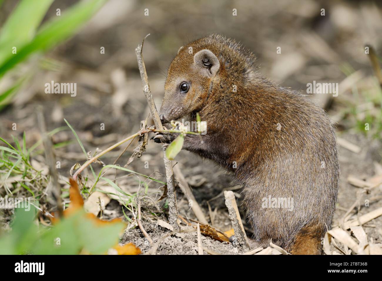 Common kusimanse crossarchus obscurus hi-res stock photography and ...