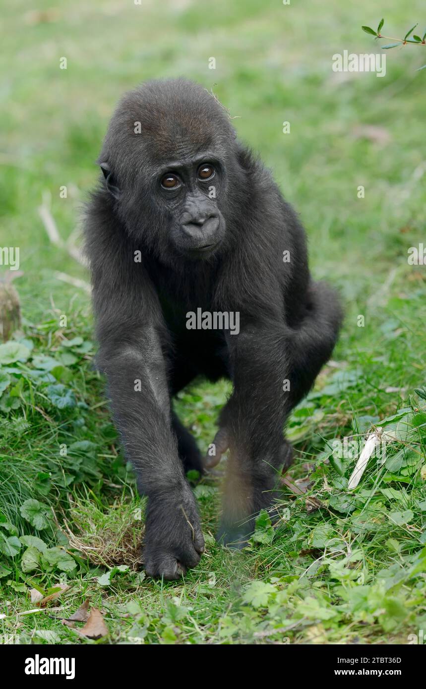 Western lowland gorilla (Gorilla gorilla gorilla), young animal Stock ...