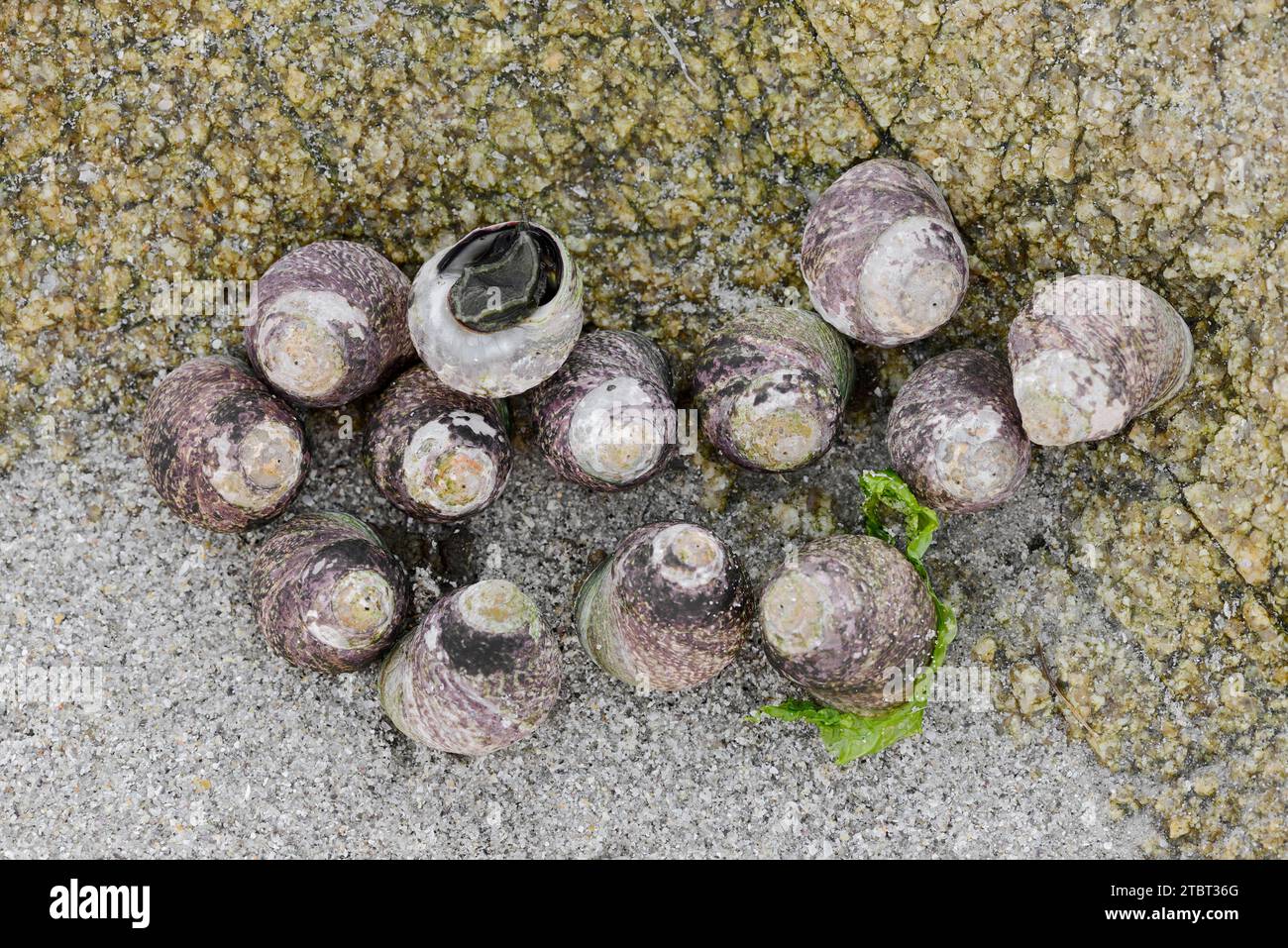 Forked humpback snail gibbula umbilicalis hi-res stock photography and ...