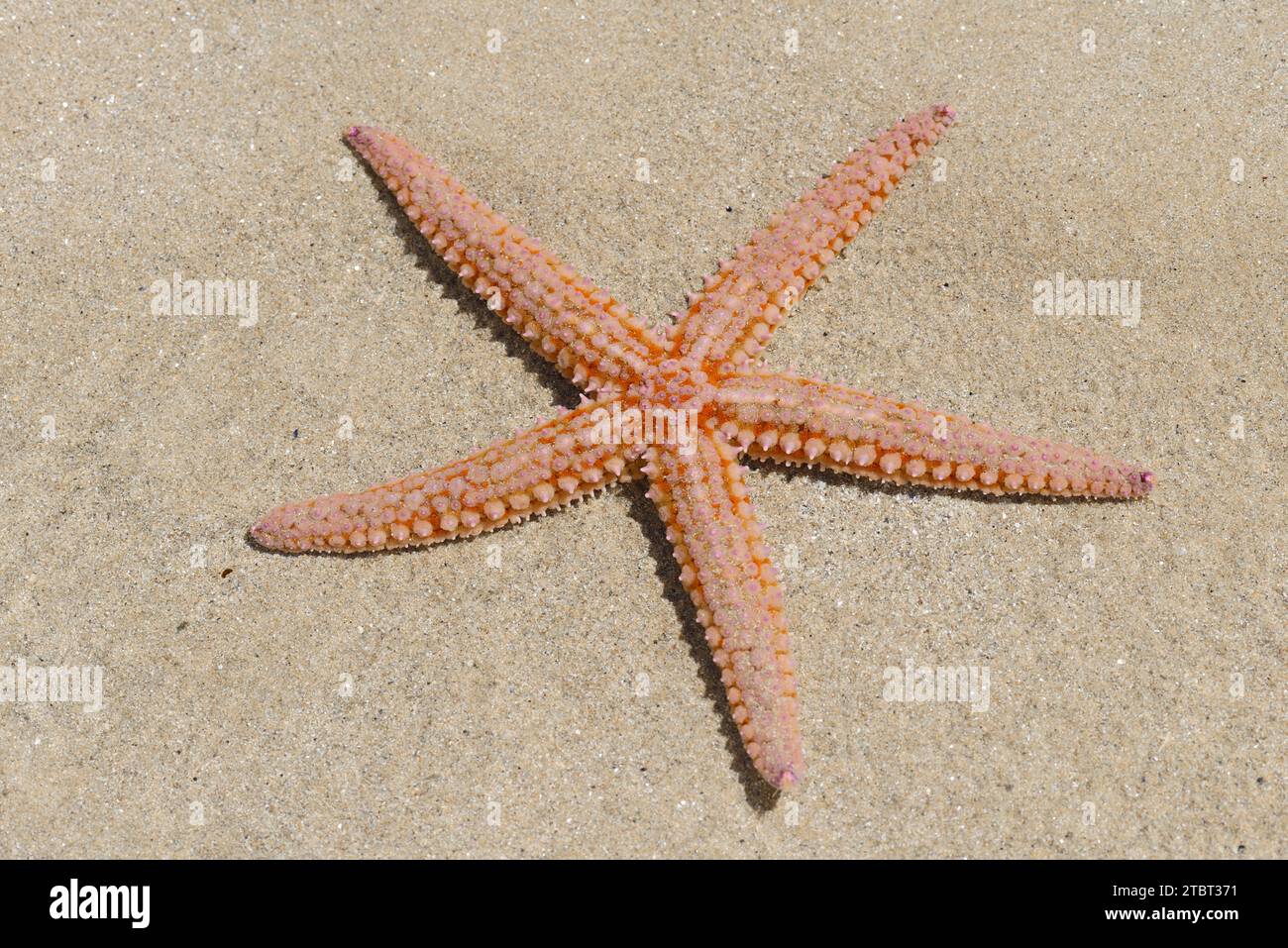 Common starfish (Asterias rubens) in a tidal pool, Brittany, France ...