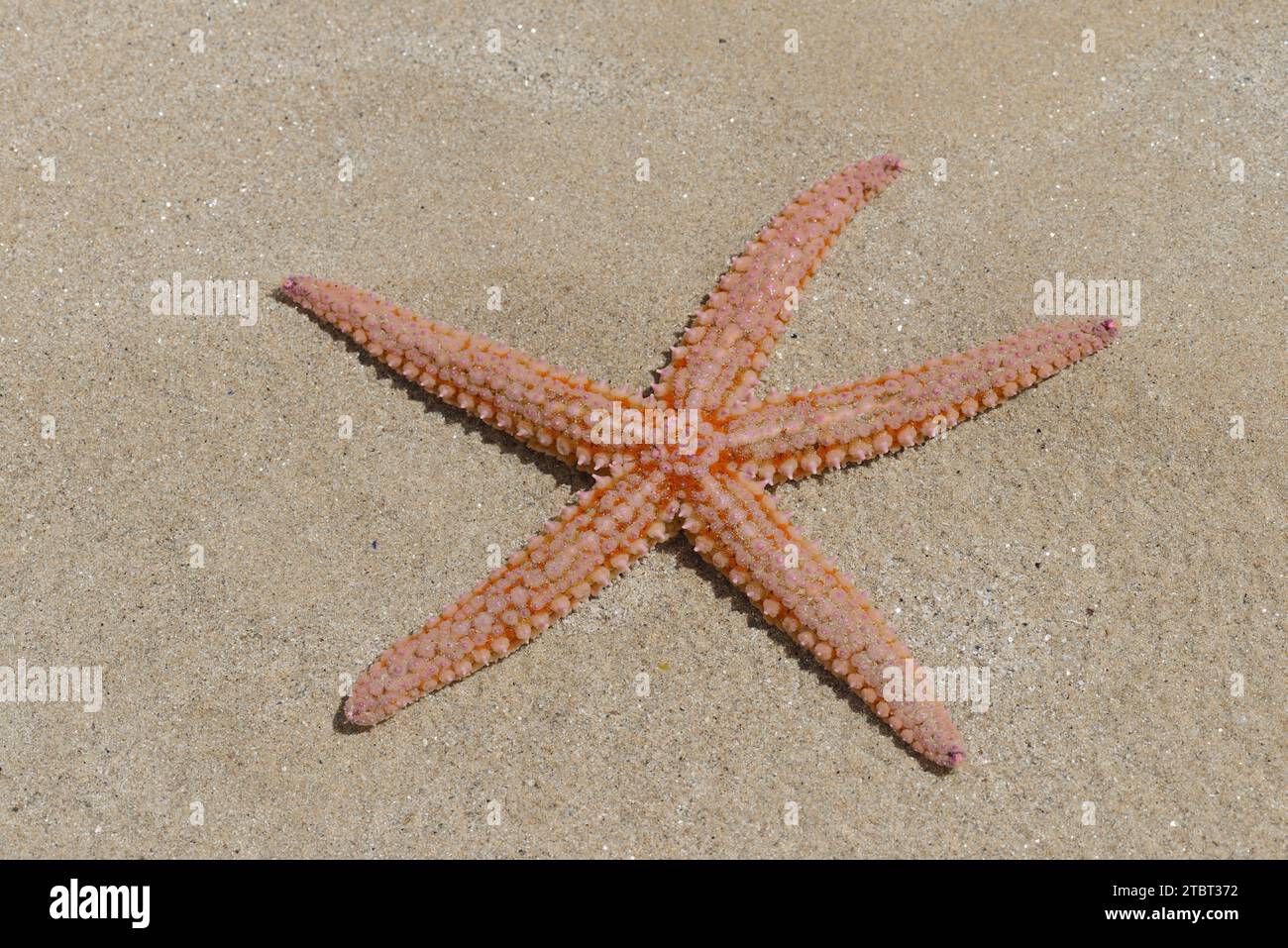 Common starfish (Asterias rubens) in a tidal pool, Brittany, France ...