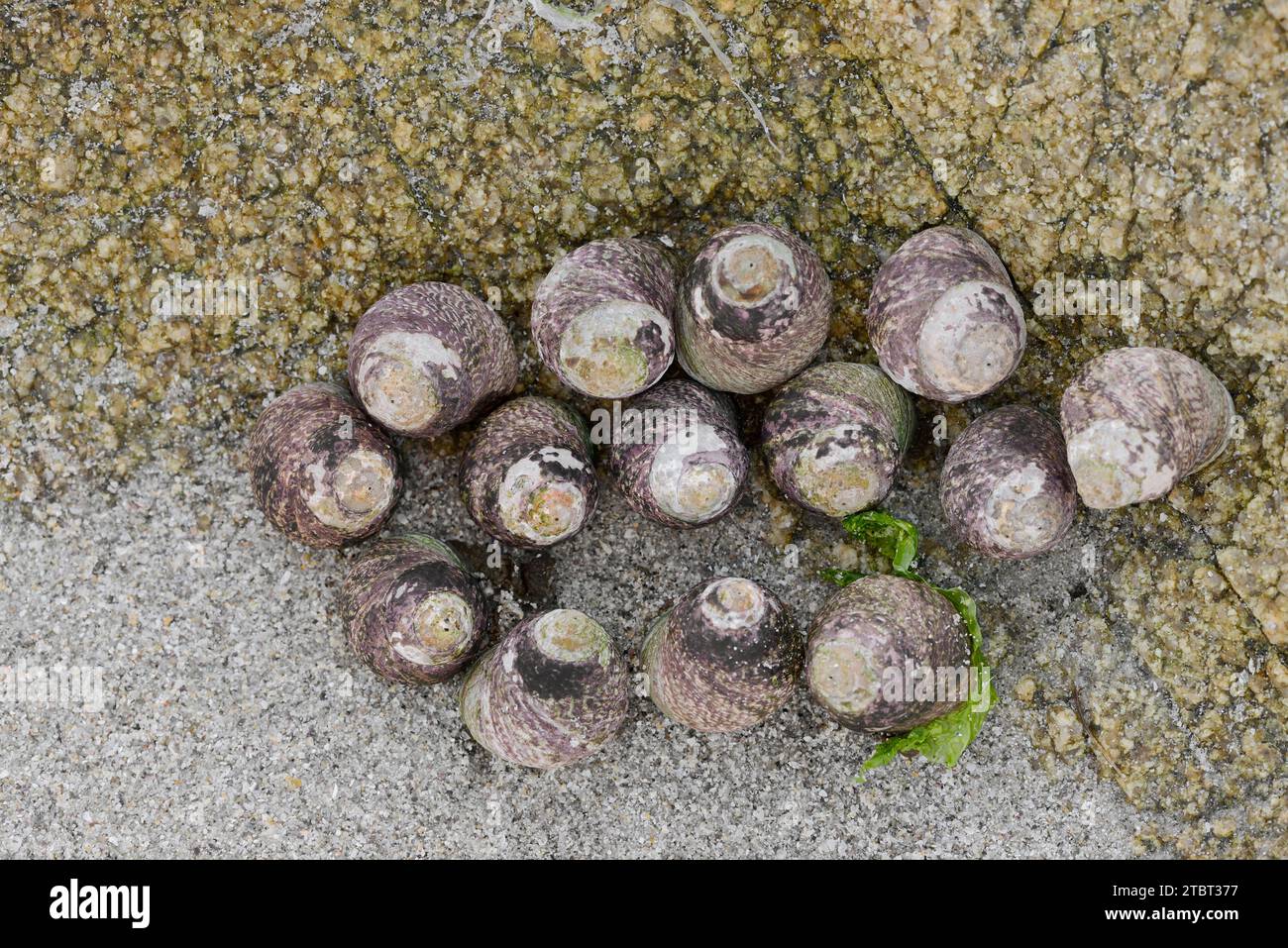 Forked humpback snail gibbula umbilicalis hi-res stock photography and ...