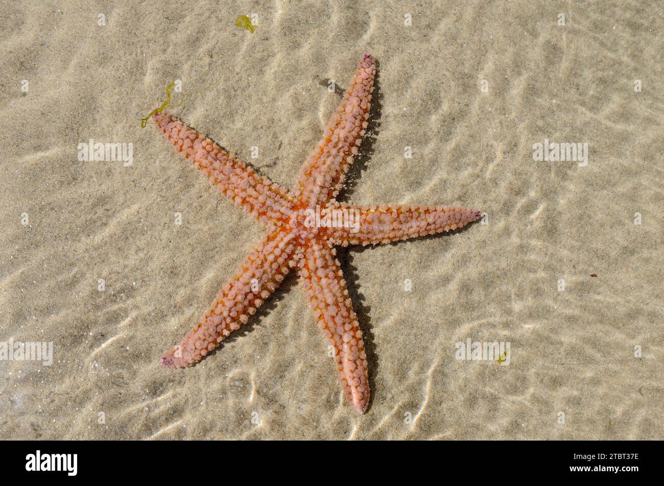 Common starfish hi-res stock photography and images - Alamy
