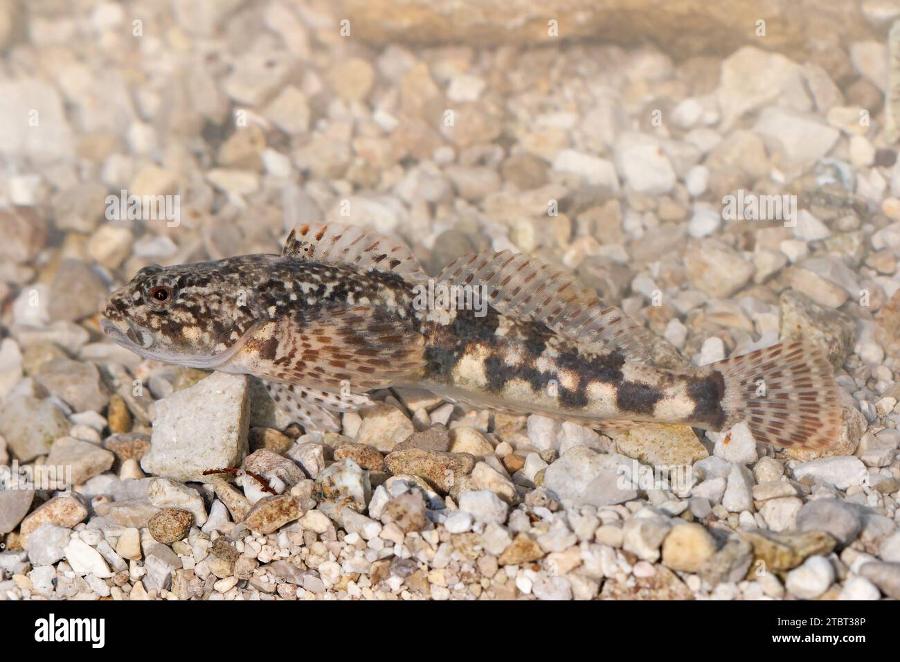 Poecilopus hi-res stock photography and images - Alamy