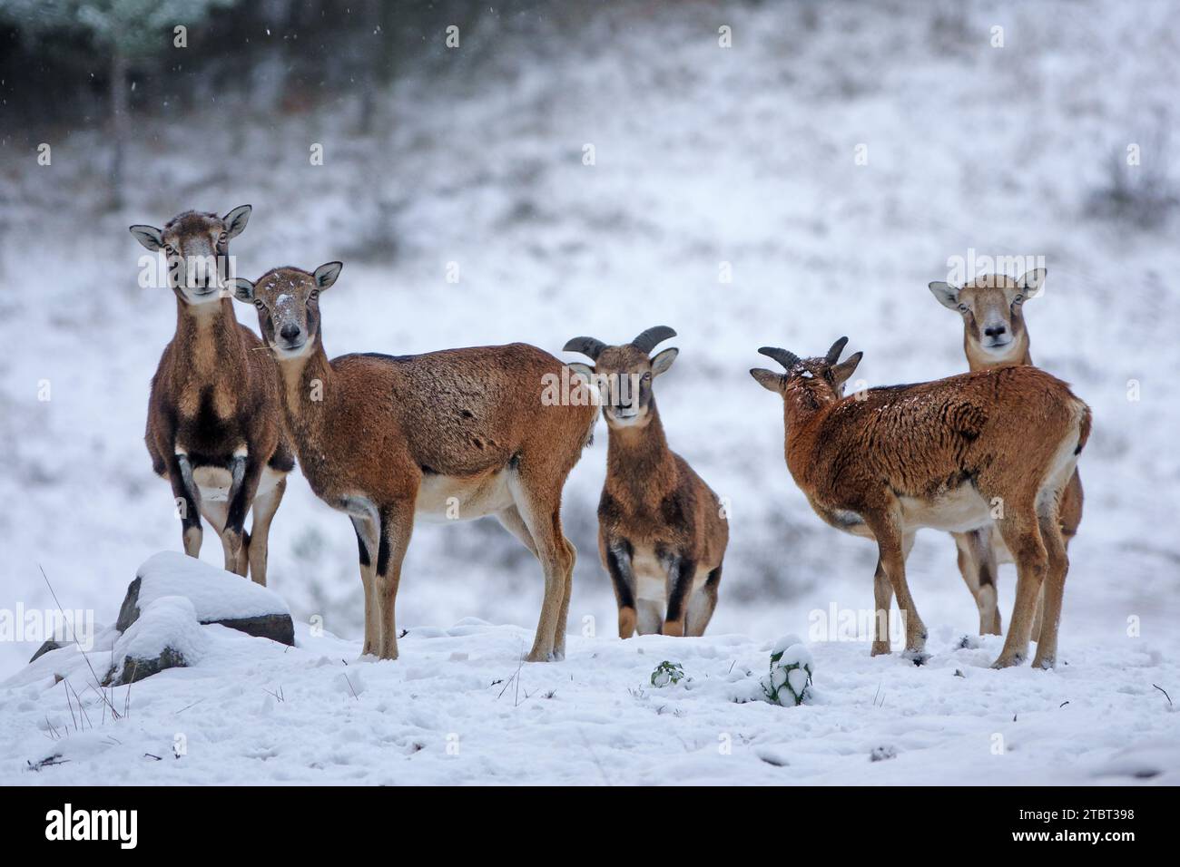 Ovis aries musimon female male hi-res stock photography and images - Alamy