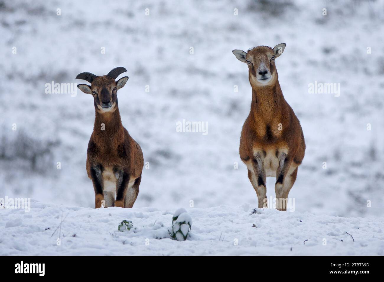 Ovis musimon corsica hi-res stock photography and images - Alamy