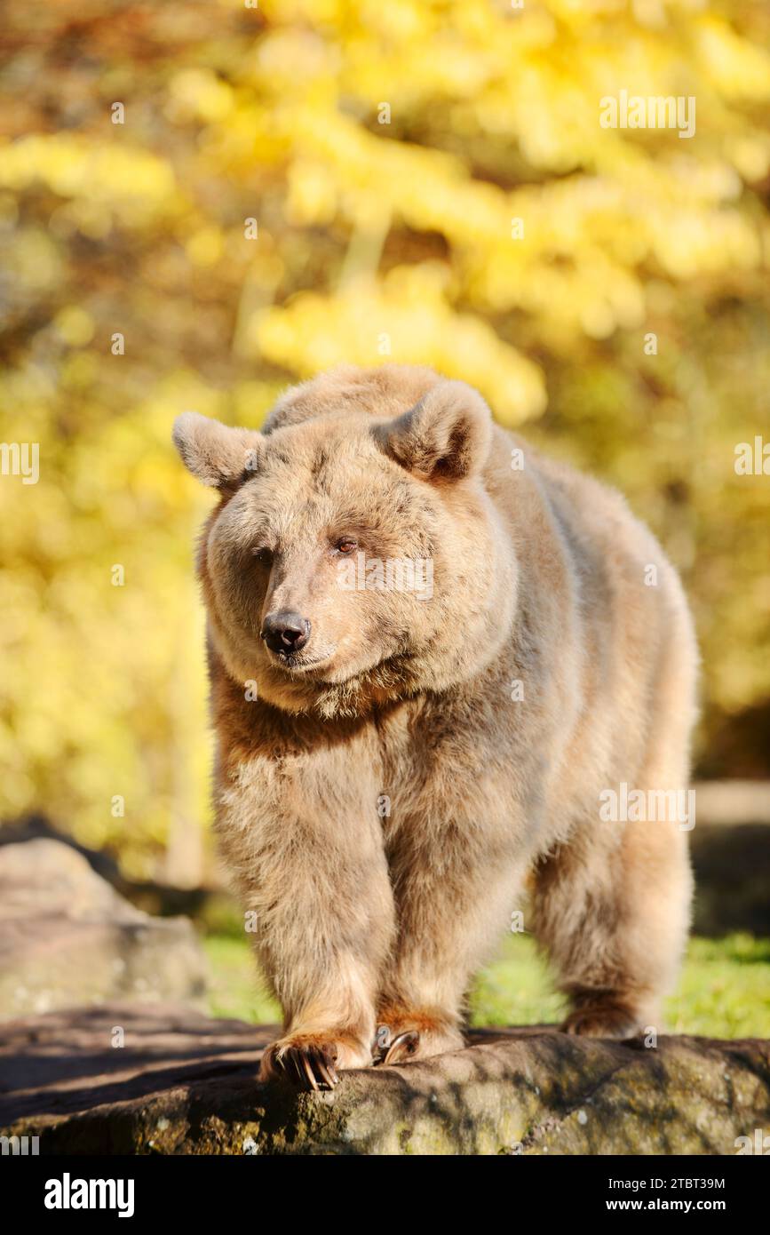 Syrian brown bear (Ursus arctos syriacus) in fall Stock Photo - Alamy