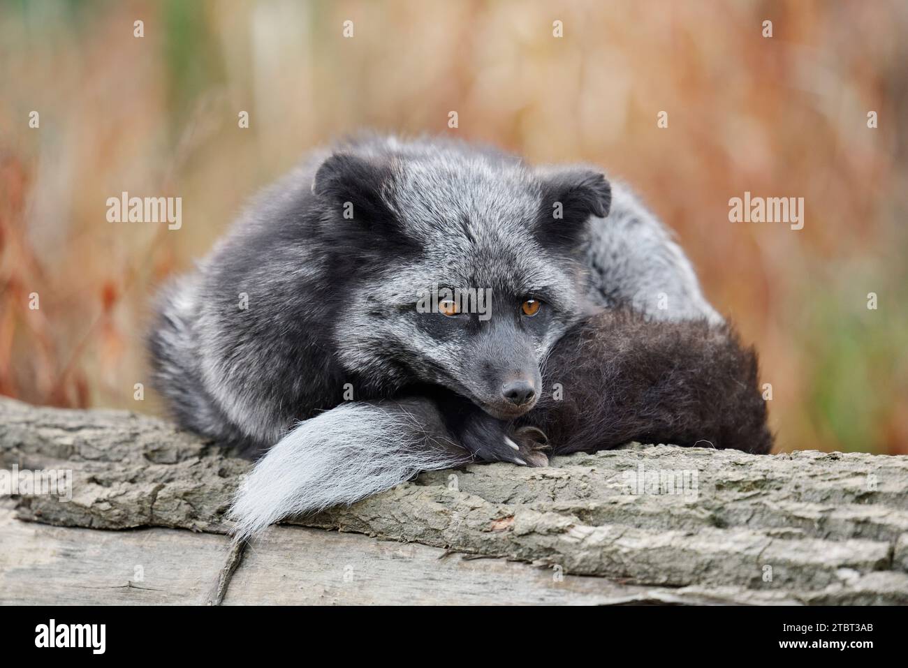 Silver fox hi-res stock photography and images - Alamy
