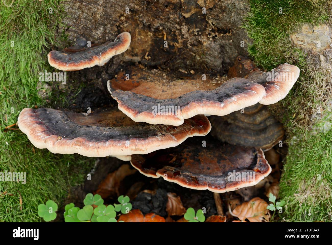 Benzoin bracket ischnoderma resinosum hi-res stock photography and ...