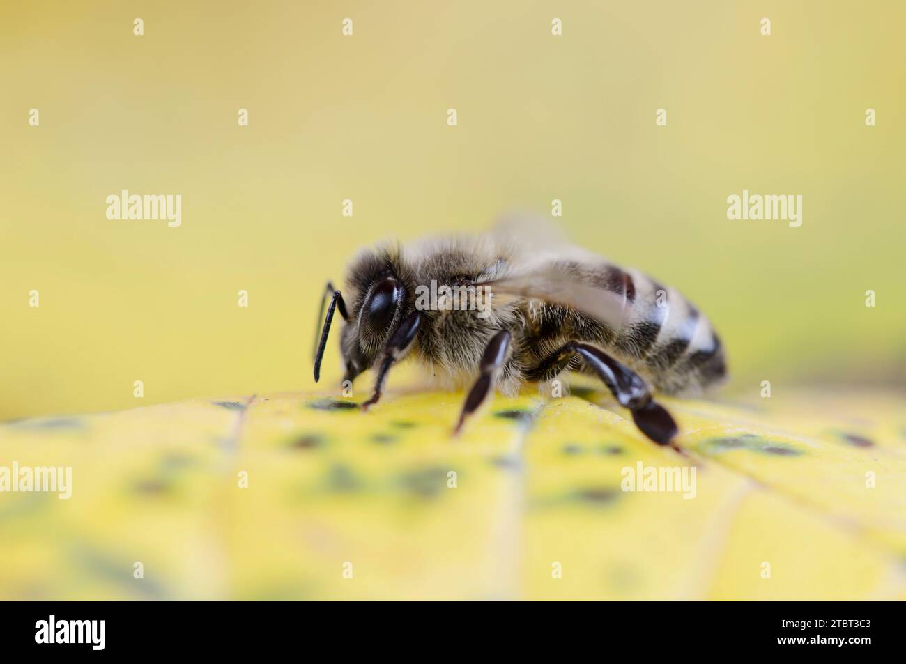 European honey bee or western honey bee (Apis mellifera), North Rhine ...
