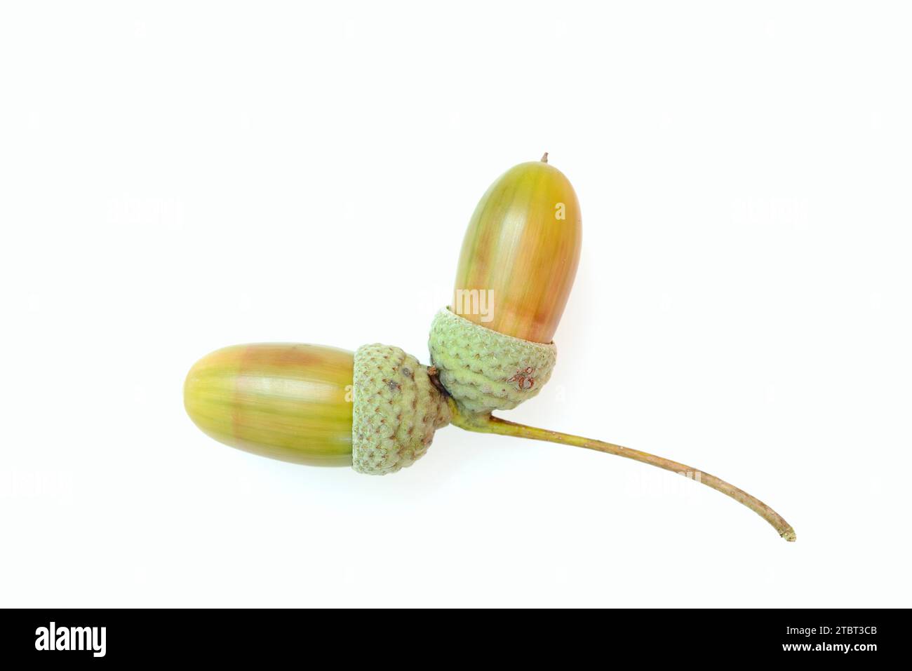 Red oak (Quercus rubra), acorns Stock Photo - Alamy