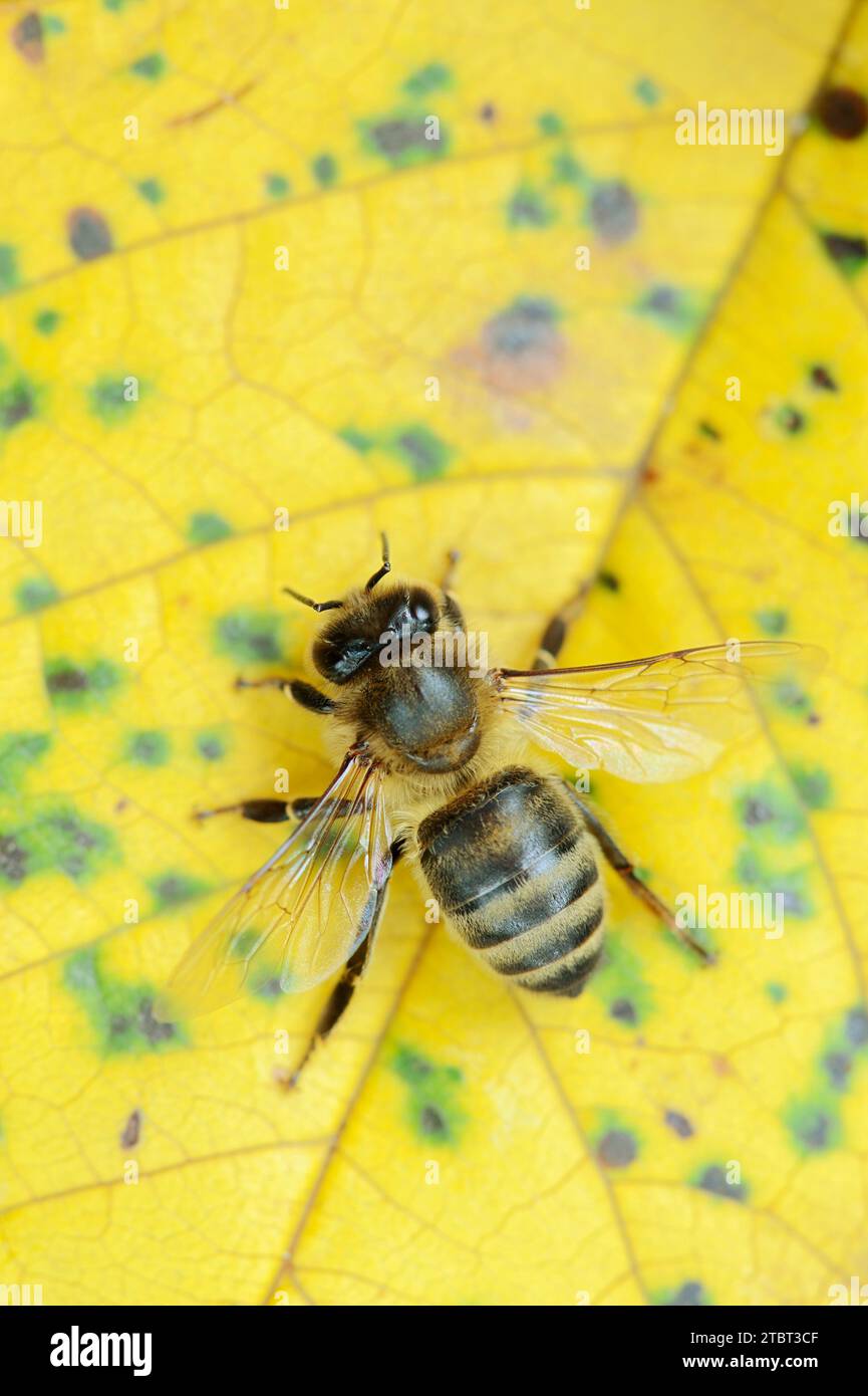 European honey bee or western honey bee (Apis mellifera), North Rhine ...
