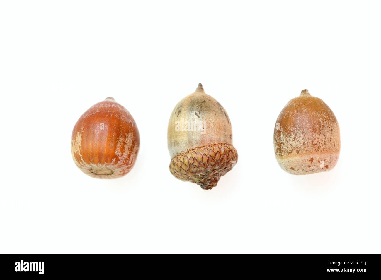Red oak acorns tree hi-res stock photography and images - Alamy