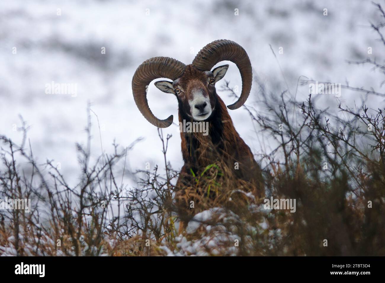 Mouflon lambs hi-res stock photography and images - Alamy