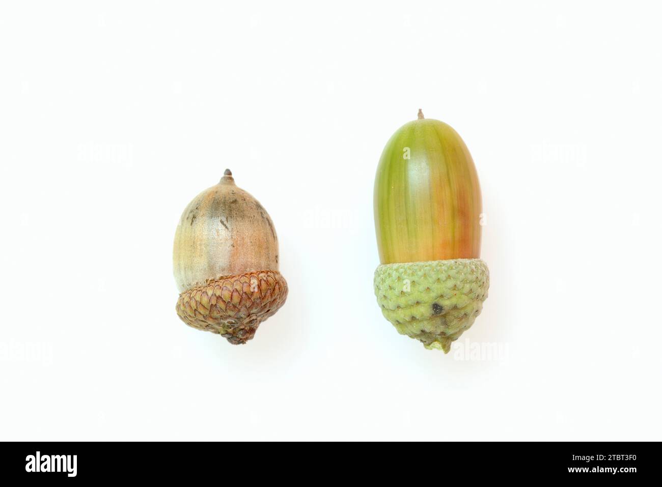 Red oak (Quercus rubra), acorns Stock Photo - Alamy