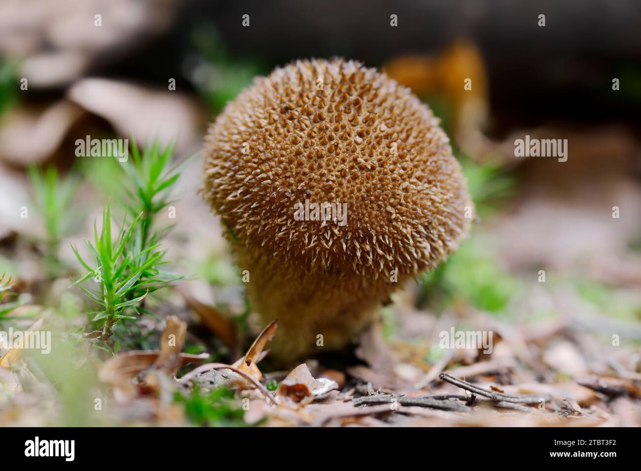 Echinatum hi-res stock photography and images - Alamy