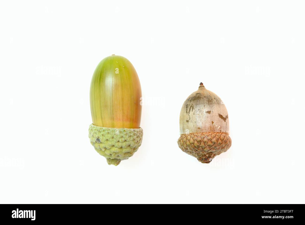 Red oak (Quercus rubra), acorns Stock Photo - Alamy