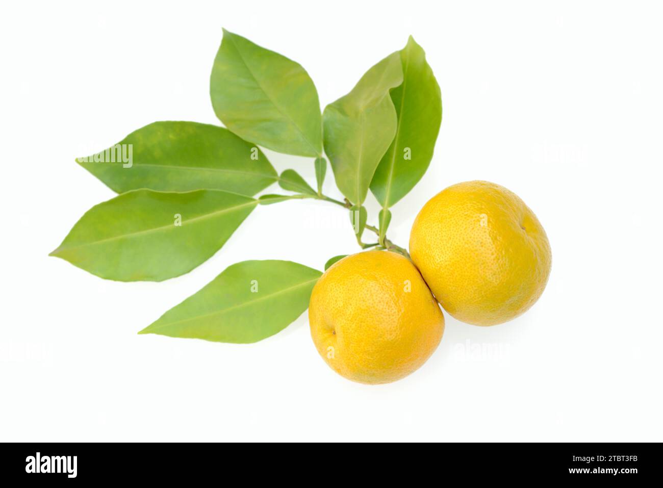 Bitter orange fruit fruits hi-res stock photography and images - Alamy