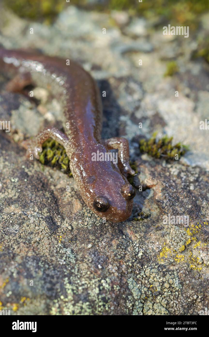 Natural vertical closeup on an adult female of the very rare Scott barr ...