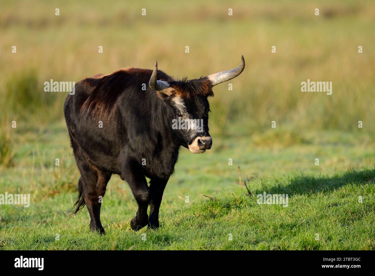 Taurine pets hi-res stock photography and images - Alamy